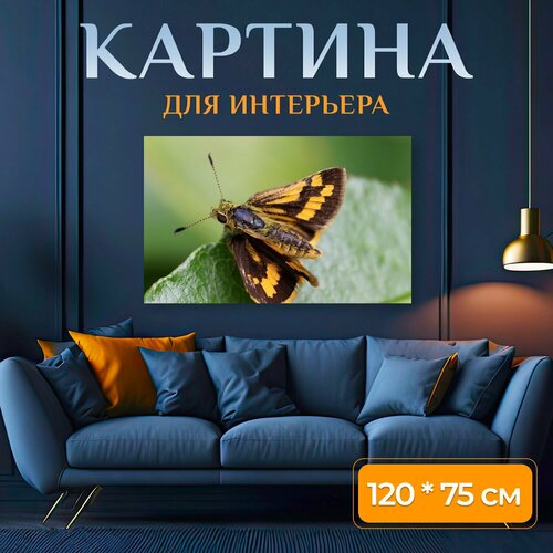 Картина на холсте "Бабочка, насекомое, двойной крылатый" на подрамнике 120х75 см. для интерьера