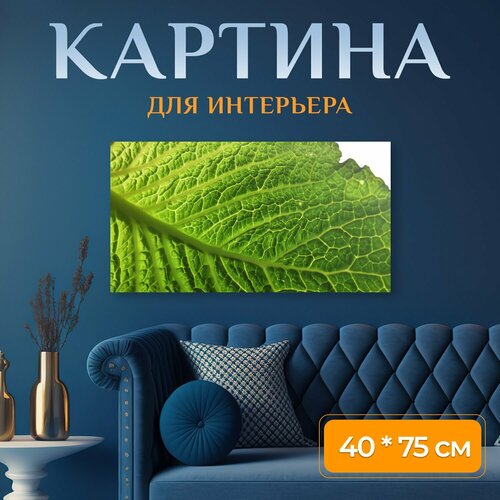 Картина на холсте "Капуста, лист, овощ" на подрамнике 75х40 см. для интерьера
