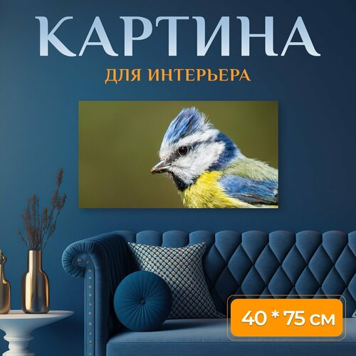 Картина на холсте "Лазоревка, синица, маленькая птица" на подрамнике 75х40 см. для интерьера