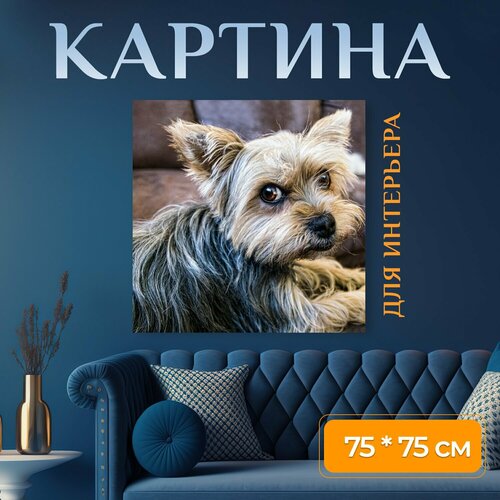 Картина на холсте "Собака, домашний питомец, йоркшир" на подрамнике 75х75 см. для интерьера