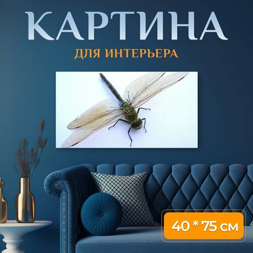 Картина на холсте "Стрекоза, насекомое, закрывать" на подрамнике 75х40 см. для интерьера