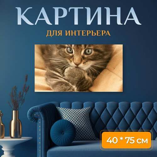 Картина на холсте "Кот, котенок, животное" на подрамнике 75х40 см. для интерьера