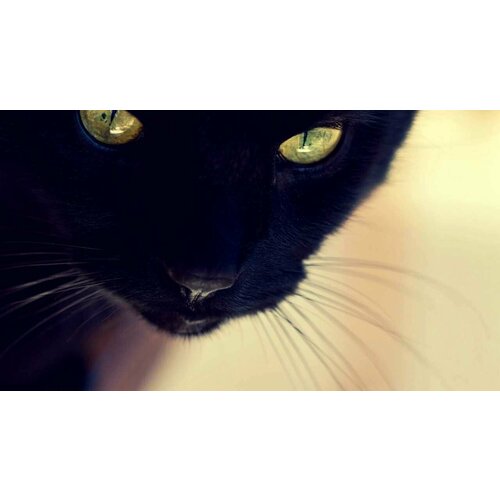 Картина на холсте 60x110 LinxOne "Черный кот морда глаза" интерьерная для дома / на стену / на кухню / с подрамником
