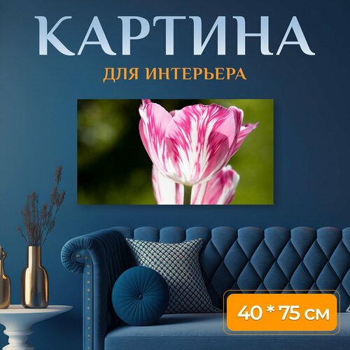 Картина на холсте "Тюльпаны, цветок, расцветает" на подрамнике 75х40 см. для интерьера