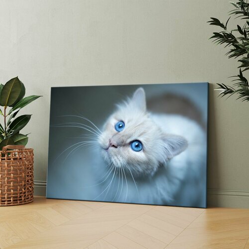 Картина на холсте (Голубоглазая кошка) 40x60 см. Интерьерная, на стену.