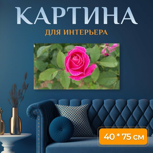 Картина на холсте "Цветок, роза, розовый" на подрамнике 75х40 см. для интерьера