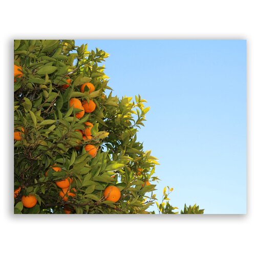 Постер на бумаге / Апельсины
