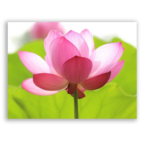 Постер цветы на бумаге / Lotus / Лотос