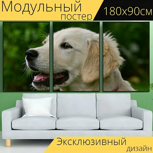 Модульный постер "Собака, золотистый ретривер, ретривер" 180 x 90 см. для интерьера