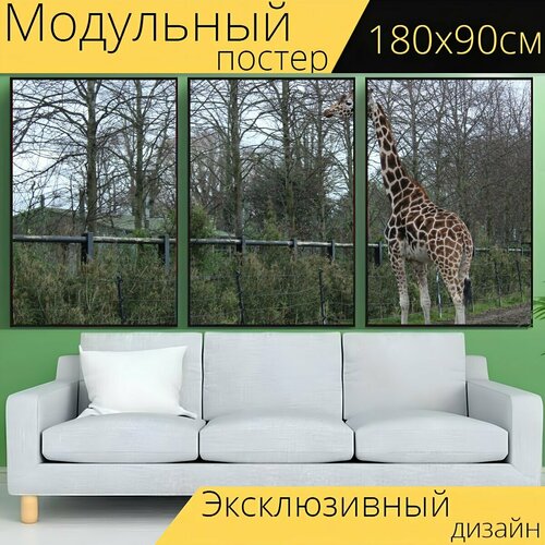 Модульный постер "Жирафа, зоопарк, дикая природа" 180 x 90 см. для интерьера
