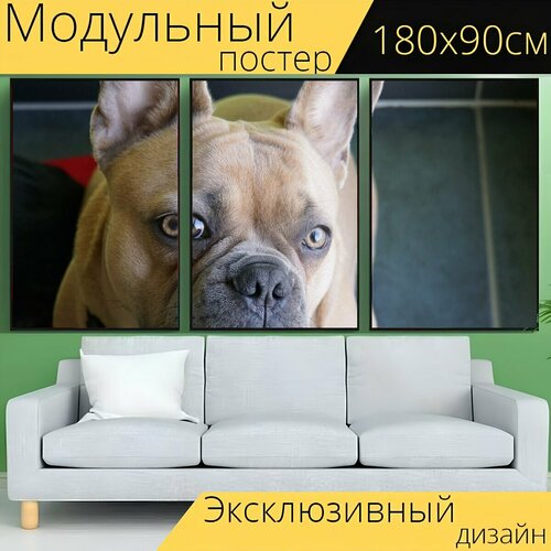 Модульный постер "Собака, портрет, собака смотреть" 180 x 90 см. для интерьера