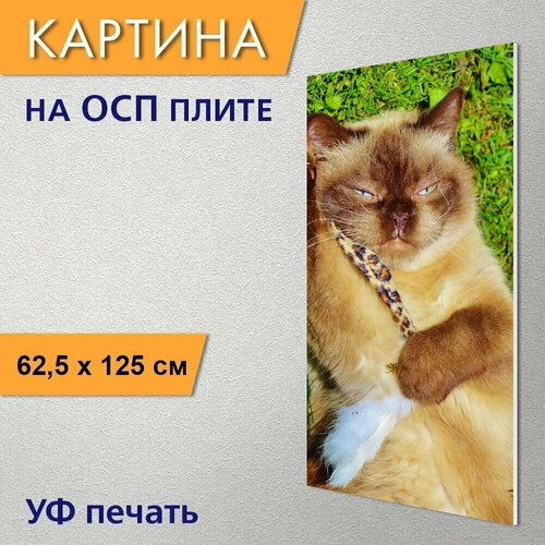 Вертикальная картина на ОСП "Британская короткошерстная кошка, кот, играть" 62x125 см. для интерьериа