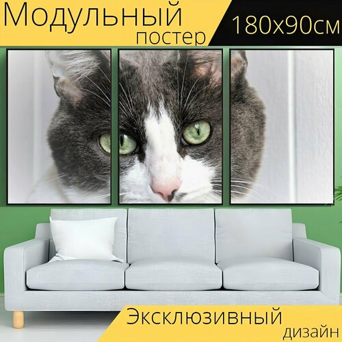 Модульный постер "Кошка, смотреть, глаза" 180 x 90 см. для интерьера