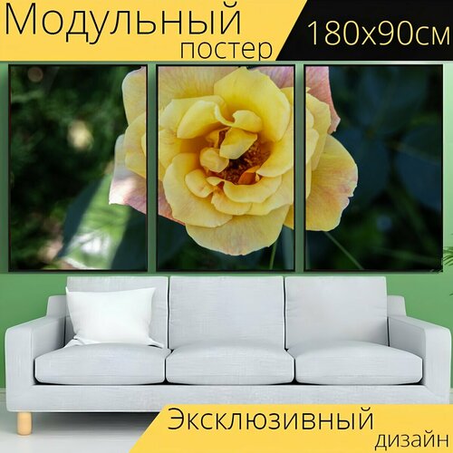 Модульный постер "Роза, желтый, цветок" 180 x 90 см. для интерьера