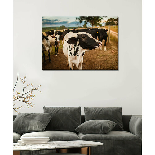 Картина -Корова, пастбище, корова пасется, корова на пастбище, бык (30) 60х80