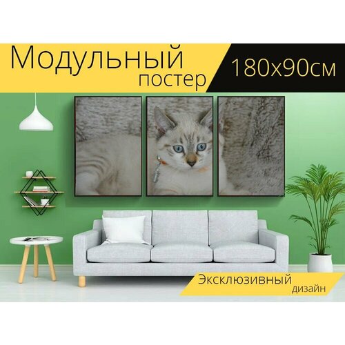 Модульный постер "Кошка, котенок, голубые глаза" 180 x 90 см. для интерьера