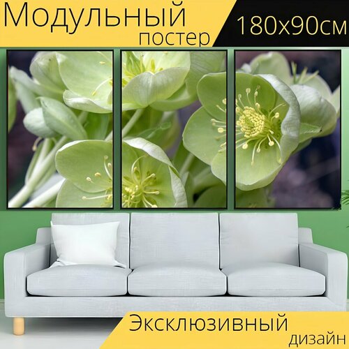 Модульный постер "Зеленый морозник, полевой цветок, зеленый" 180 x 90 см. для интерьера