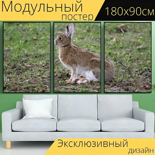 Модульный постер "Кролик, природа, дикая природа" 180 x 90 см. для интерьера
