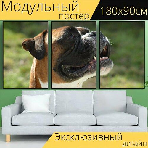 Модульный постер "Боксер собаки, собака, боксер" 180 x 90 см. для интерьера