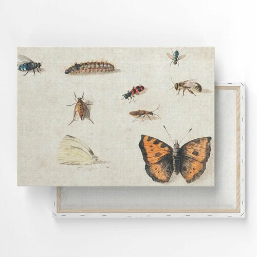 Картина на холсте, репродукция / Кессель Ян Ван - Sheet of Studies of Nine Insects / Размер 60 x 80 см