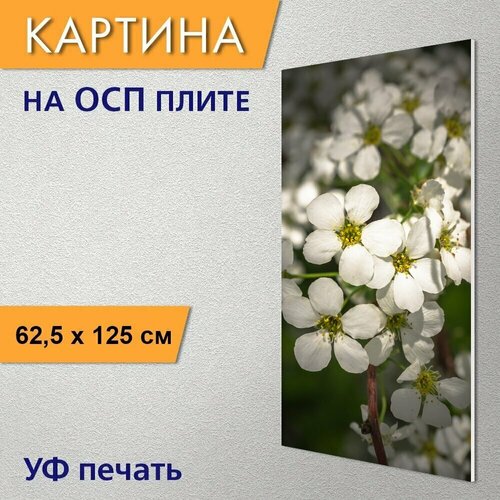 Вертикальная картина на ОСП "Лабазник деревьев, лабазник цветок, цветок" 62x125 см. для интерьериа