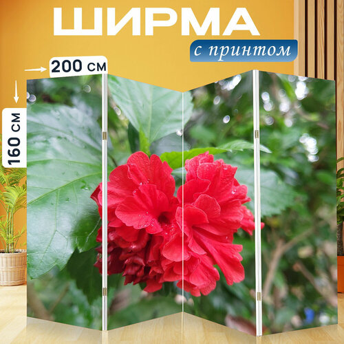 Ширма перегородка с принтом "Цветок, красный, гибискус" на холсте - 200x160 см. для зонирования, раскладная