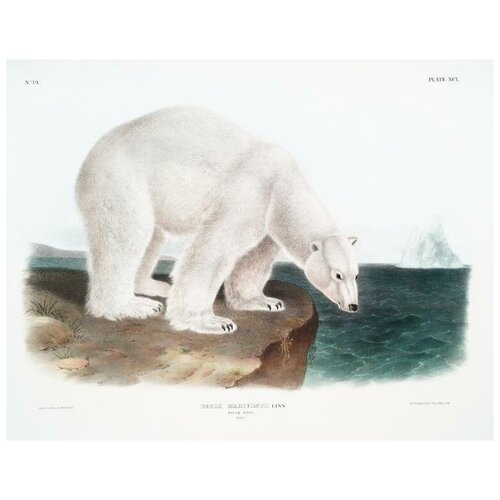Постер / Плакат / Картина Белый медведь 60х90 см в подарочном тубусе