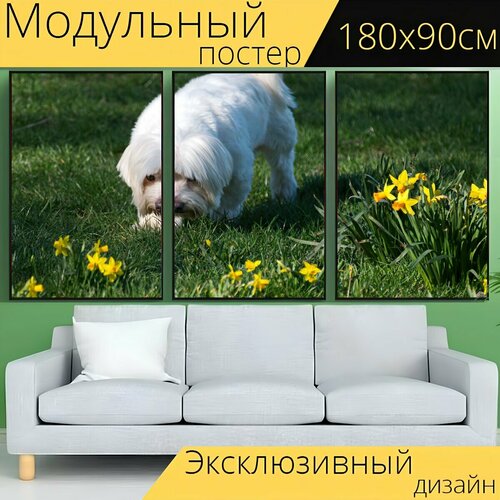 Модульный постер "Собака, щенок, животное" 180 x 90 см. для интерьера