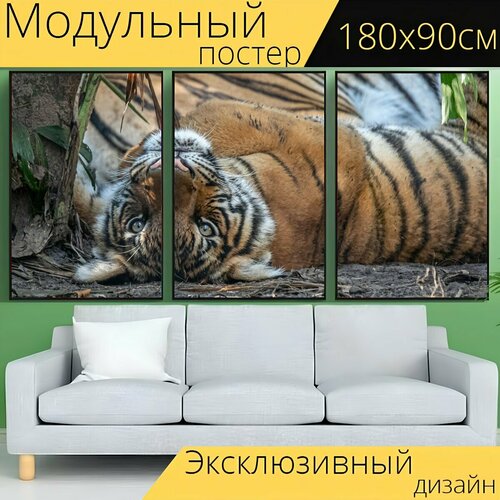 Модульный постер "Тигр, кошачий, детеныш" 180 x 90 см. для интерьера
