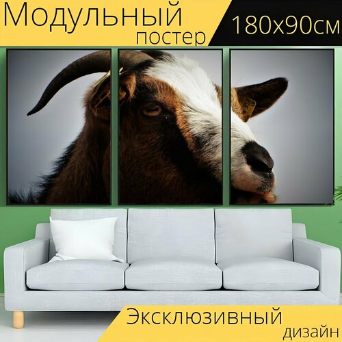 Модульный постер "Козел, карликовая коза, животное" 180 x 90 см. для интерьера