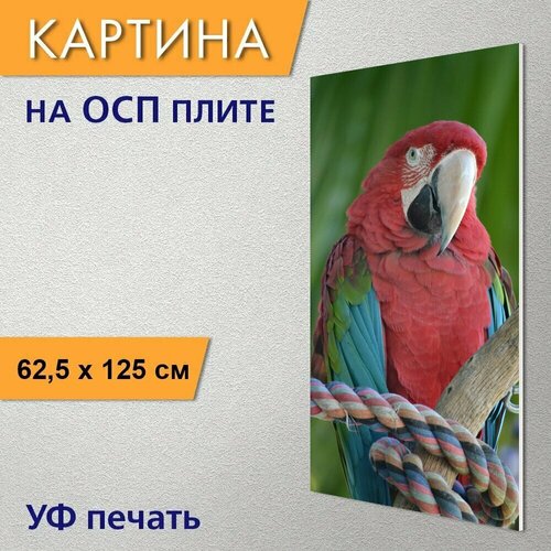 Вертикальная картина на ОСП "Попугай, красный, животные" 62x125 см. для интерьериа