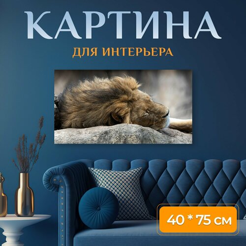 Картина на холсте "Лев, хищник, зоопарк" на подрамнике 75х40 см. для интерьера
