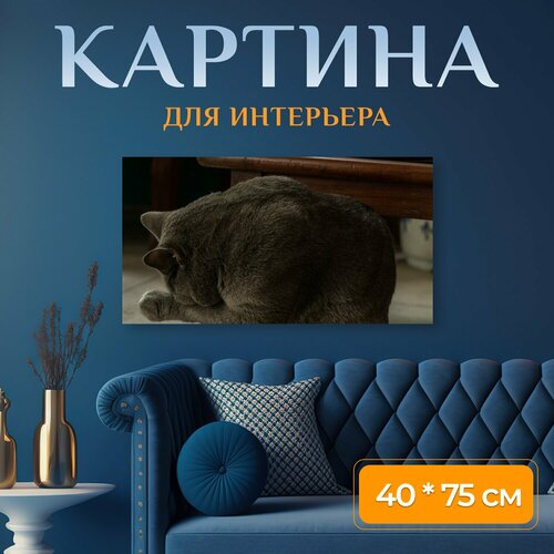 Картина на холсте "Кошка, кошачий, усы" на подрамнике 75х40 см. для интерьера