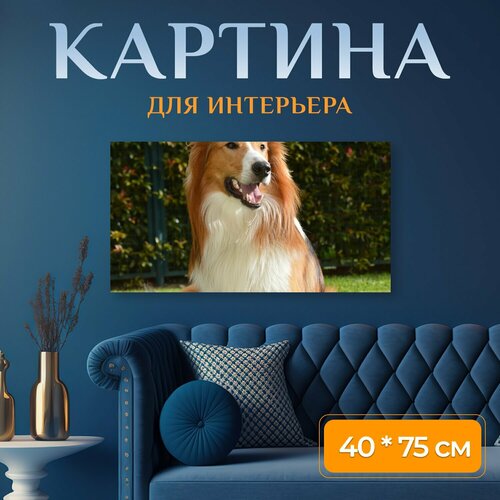 Картина на холсте "Колли, собака, талисман" на подрамнике 75х40 см. для интерьера