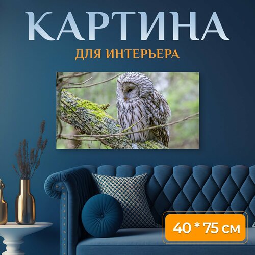 Картина на холсте "Уральская сова, сова, птица" на подрамнике 75х40 см. для интерьера
