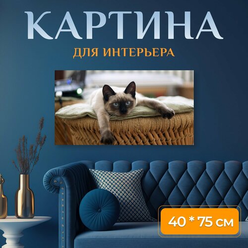 Картина на холсте "Кот, кошка, тайская кошка" на подрамнике 75х40 см. для интерьера