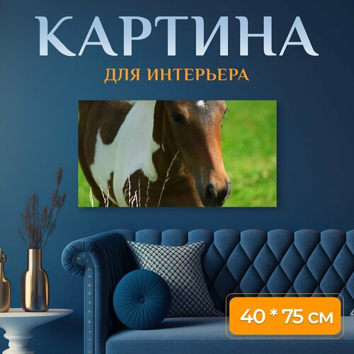 Картина на холсте "Лошадь, конный спорт, пони" на подрамнике 75х40 см. для интерьера