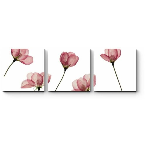 Модульная картина Сухие цветы 100x33