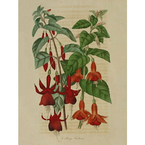 Плакат, постер на бумаге A Seedling Fuchsias/искусство/арт/абстракция/творчество. Размер 60 х 84 см
