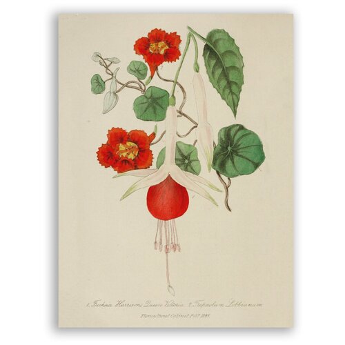 Гравюра Постер на бумаге / Fuchsia Queen Victoria, Tropaeolum Lobbianum