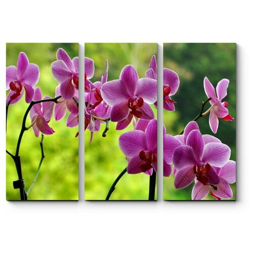 Модульная картина Неподражаемые орхидеи 70x50