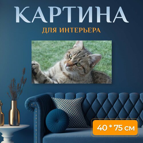 Картина на холсте "Кошка, котенок, домашний питомец" на подрамнике 75х40 см. для интерьера