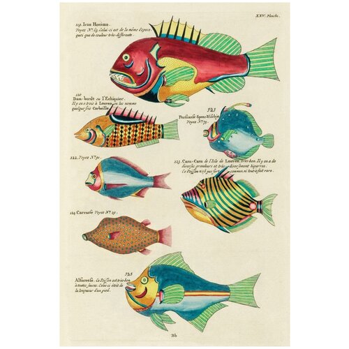 Постер / Плакат / Картина Рыбы - Синие и зеленые рыбы 40х50 см в подарочном тубусе