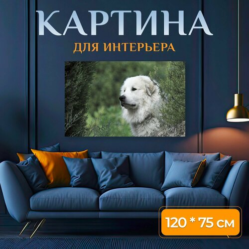 Картина на холсте "Пиренейской горной собаки, голова, грубый" на подрамнике 120х75 см. для интерьера