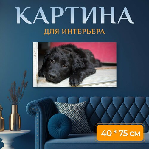 Картина на холсте "Собака, щенок, милый" на подрамнике 75х40 см. для интерьера