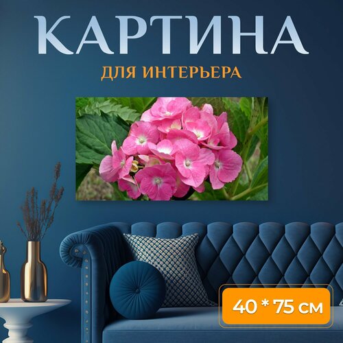 Картина на холсте "Гортензия, цветок, розовый" на подрамнике 75х40 см. для интерьера