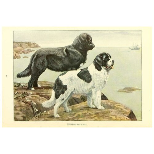 Постер / Плакат / Картина Охотничьи собаки 60х90 см в раме