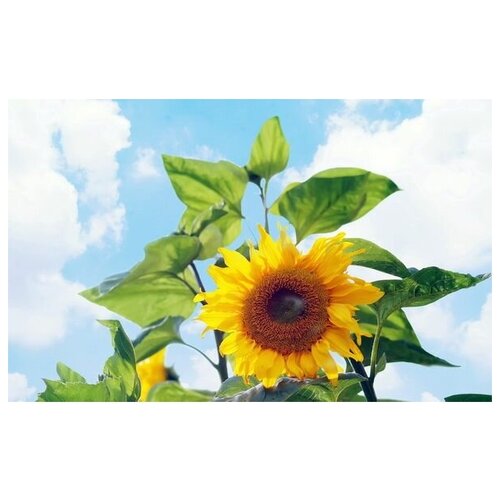 Постер на холсте Подсолнух (Sunflower) №4 48см. x 30см.