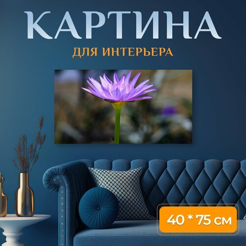 Картина на холсте "Водяная лилия, цветок, блум" на подрамнике 75х40 см. для интерьера