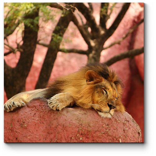 Модульная картина Африканский лев отдыхает60x60